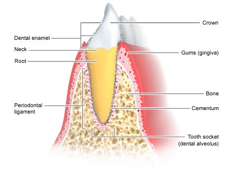 Anatomy Of The Periodontium 9: Periodontium | Pocket Dentistry