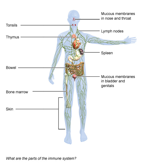 What Are The Organs Of The Immune System